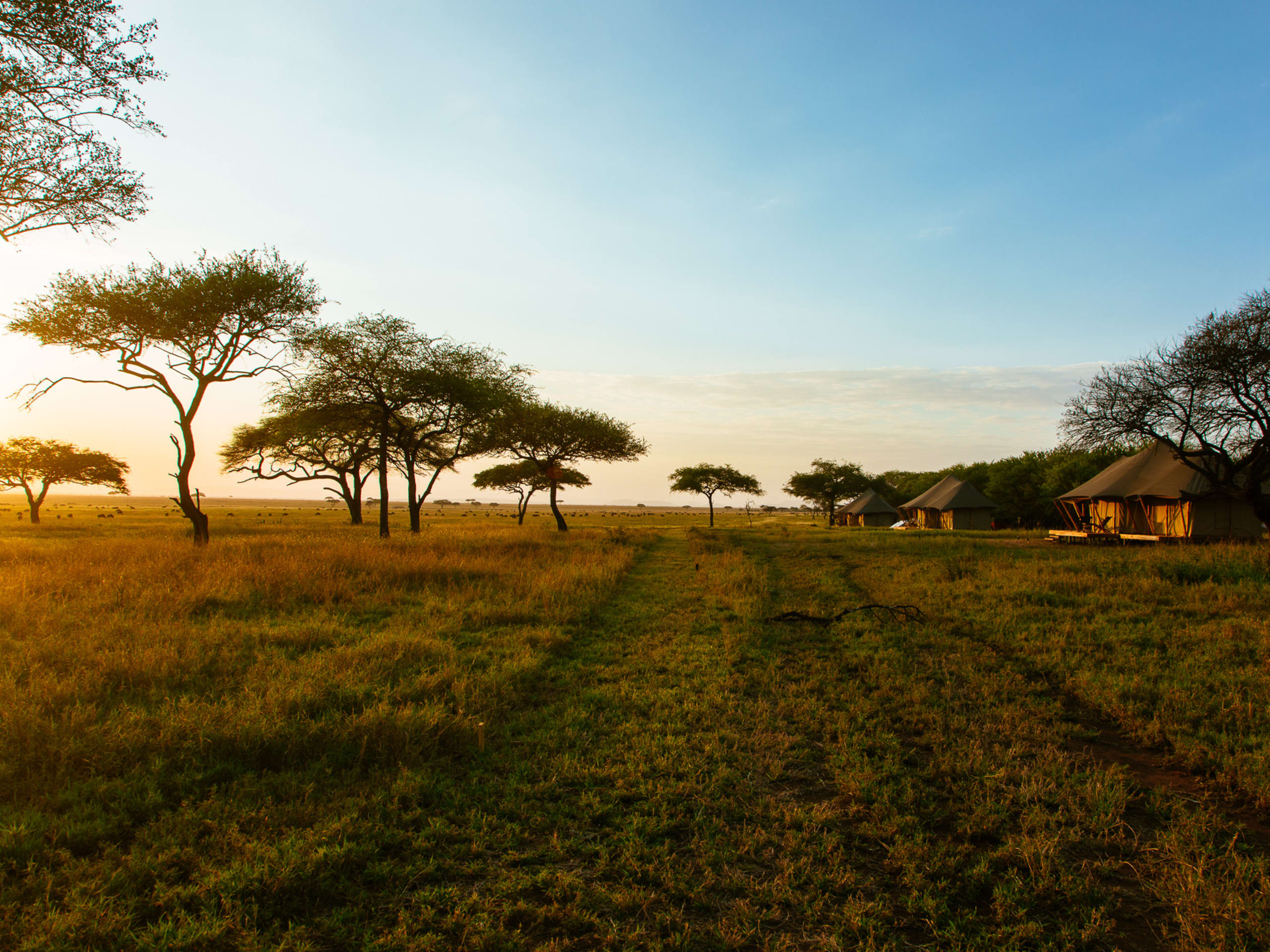 Cherero Camp Award Availability